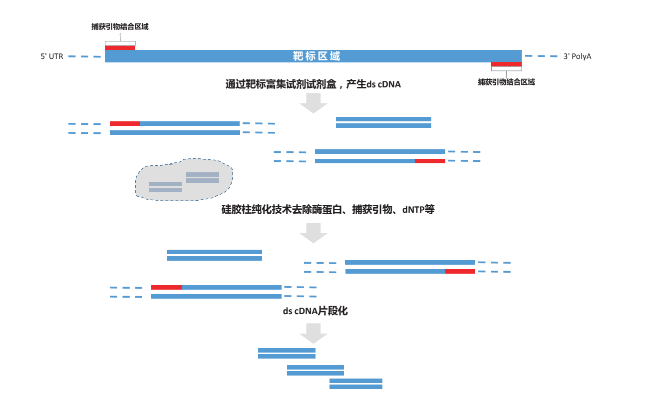 Tarich 病毒靶标富集试剂盒-Tarich病毒靶标富集二代测序试剂盒-上海伯杰医疗科技股份有限公司